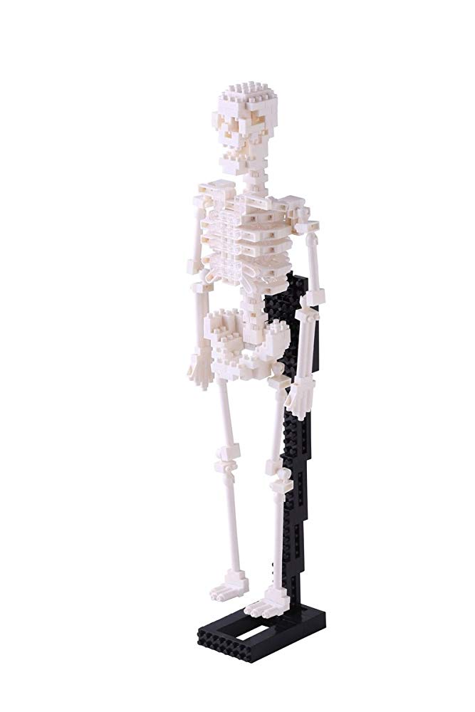 Nanoblock NBM-014 Human Skeleton 3d Model 600 Pc Micro-Sized Building ...