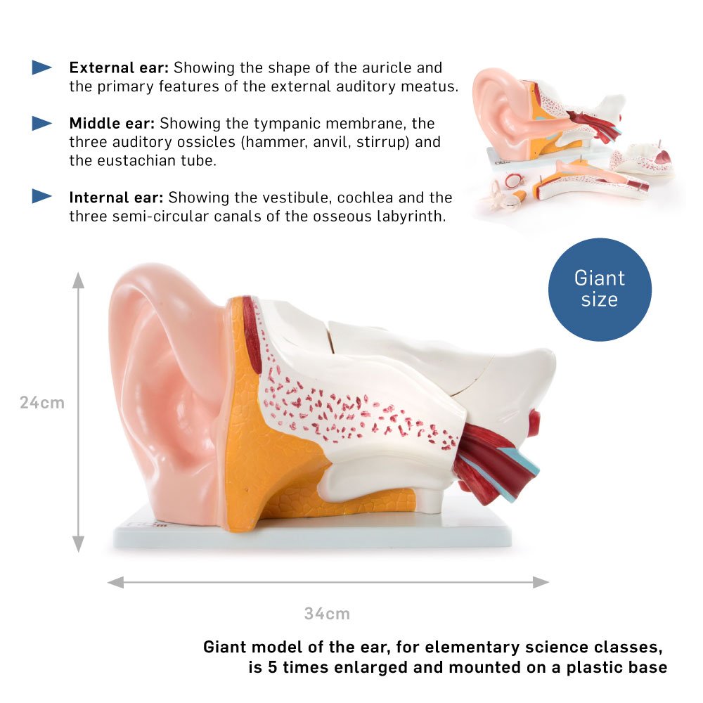 66fit Anatomical Human Giant Ear Model – Medical Educational Training ...