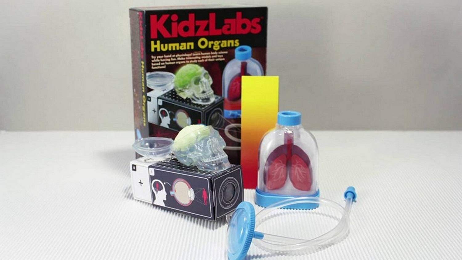 4M “Kidz Labs Human Organs” Toy – TopToy