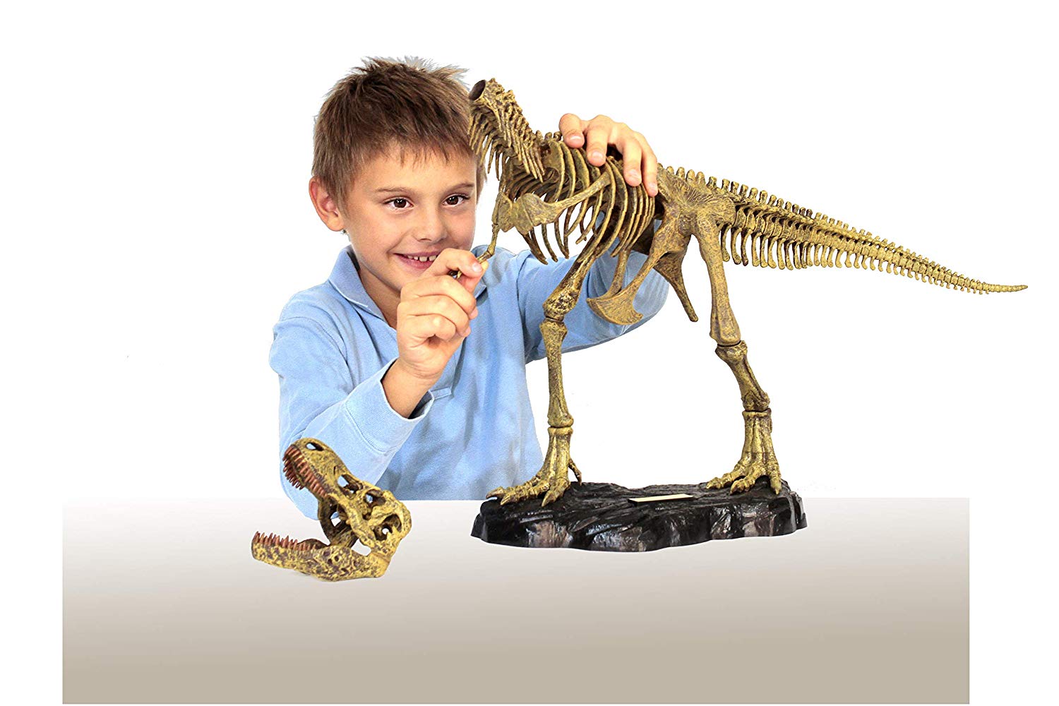 Dr Steve Hunters 91082BF Dinosaur T. Rex Replica Model Skeleton-21 ...
