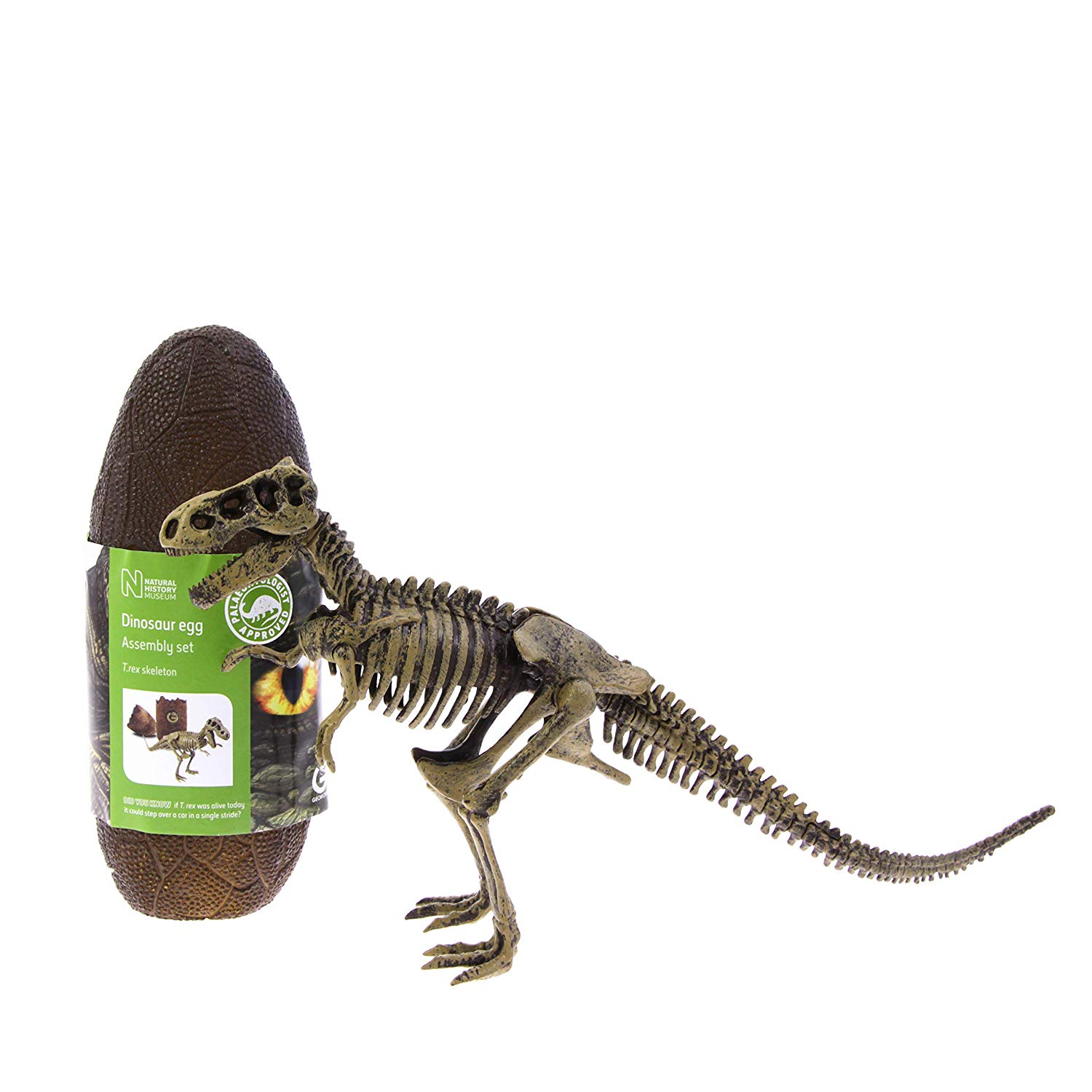 Natural History Musuem NHM-187 T-Rex Dinosaur-Natural History Museum ...