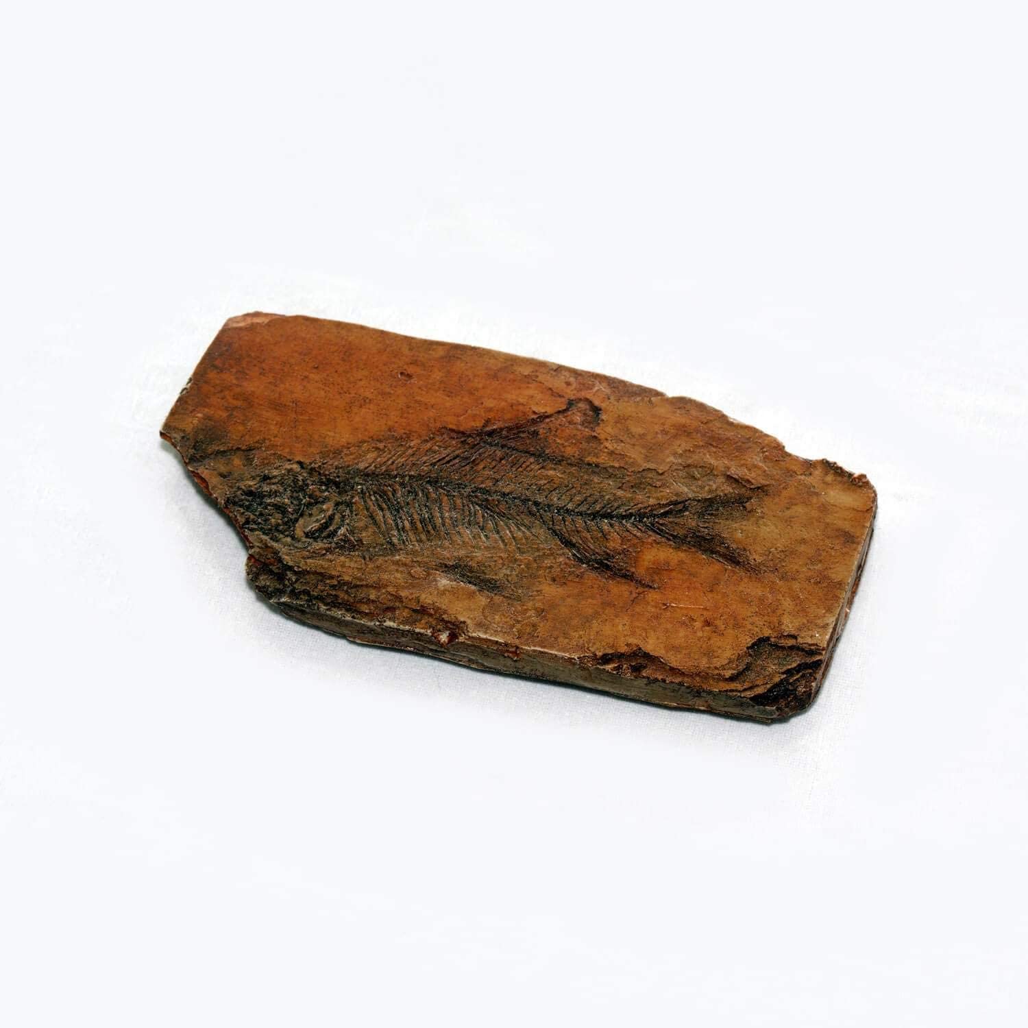 Fish in Shale Resin Fossil Replica – TopToy