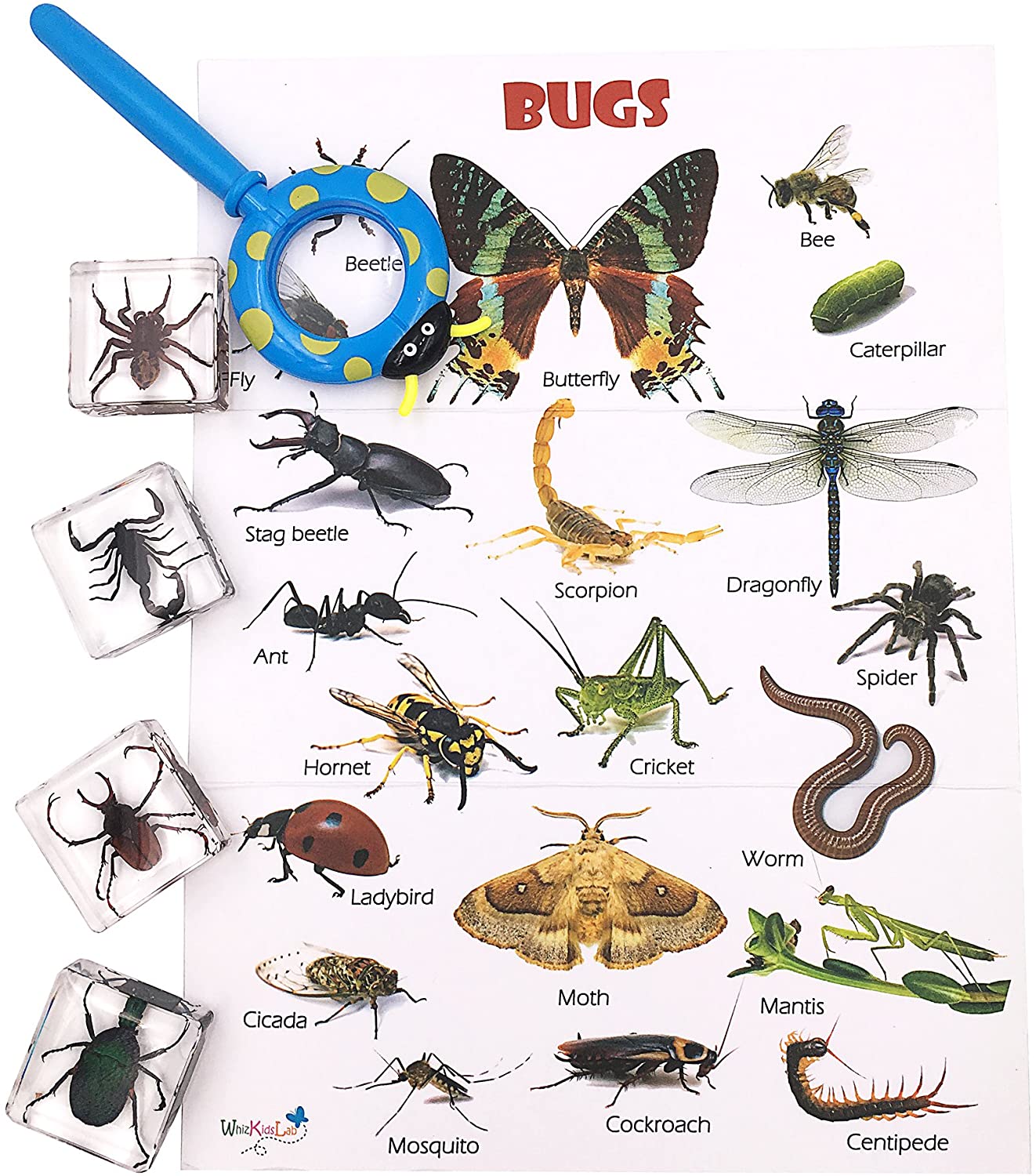 WhizKidsLab 4PCS Real Bugs Insect Arachnid Resin Specimen STEM set ...