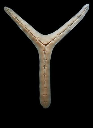 Reusable Silicone Autopsy Scar Prosthetic – TopToy