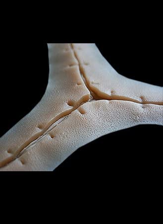 Reusable Silicone Autopsy Scar Prosthetic – TopToy